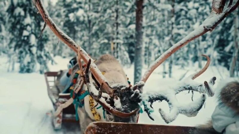 Combo TourHusky and Reindeer Sledding Ride in Levi - Who Will Love This Experience?