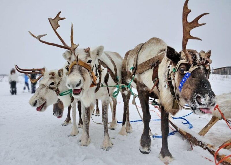 Combo TourHusky and Reindeer Sledding Ride in Levi - The Sum Up