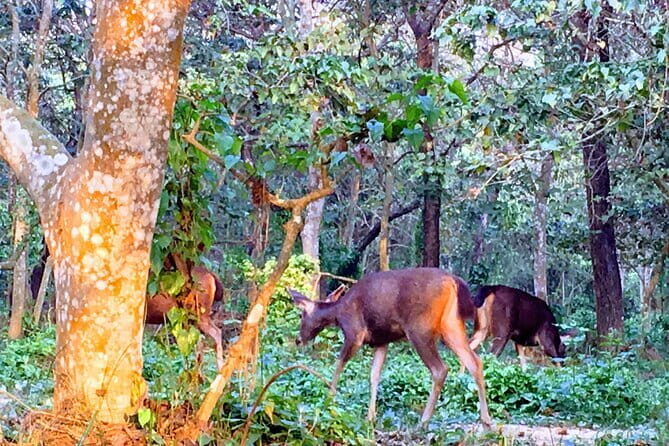 Comfort : Private Transportation from Chitwan to Kathmandu - Additional info that matters