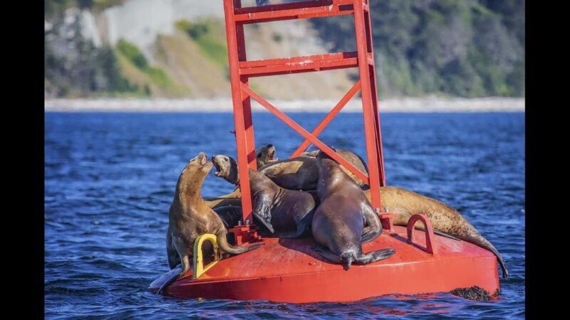 Comox: 4 Hour Whale and Wildlife Watching Tour - An In-Depth Look at the Comox Marine Wildlife Tour