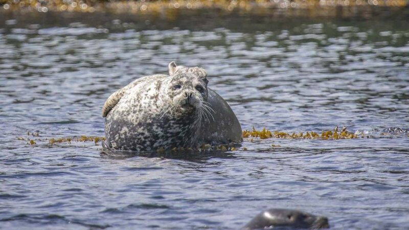Comox: 4 Hour Whale and Wildlife Watching Tour - FAQ