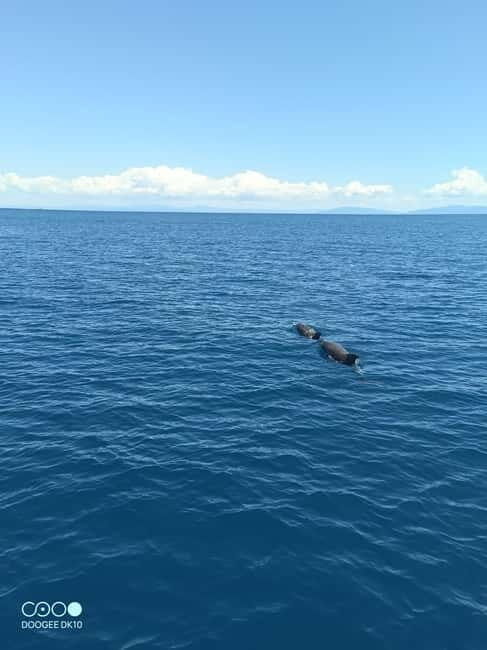 Complete tour of Elba Island - Who Should Consider This Tour?