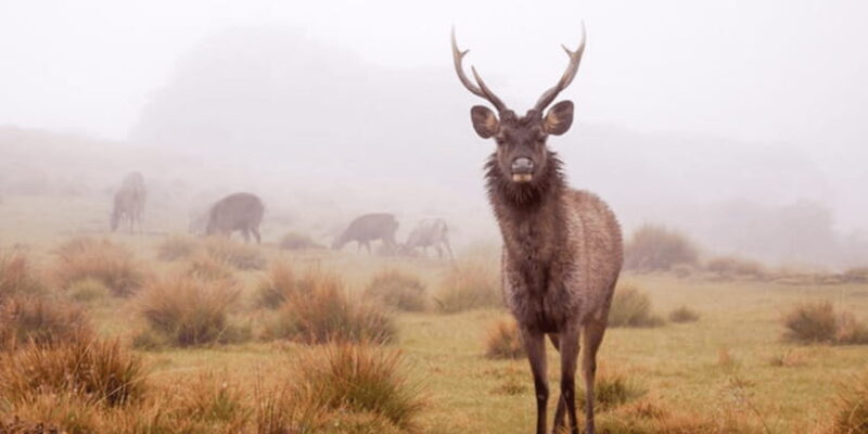 Comprehensive Excursion: Horton Plains and Pedro Tea Factory - The Lunch Break