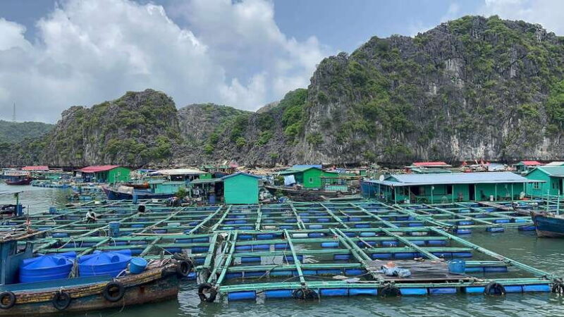 Con Dao Island Turtle Hatchery Visit & Coral Snorkeling Tour - FAQ
