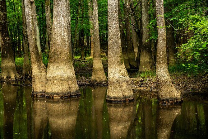 Congaree National Park Self Guided Audio Walking Tour - Who Should Consider This Tour?