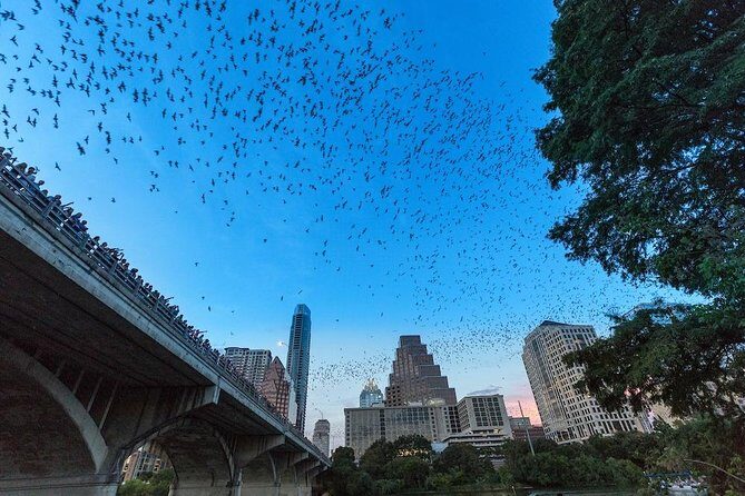 Congress Avenue Bat Bridge Kayak Tour in Austin - Is It Worth the Price?