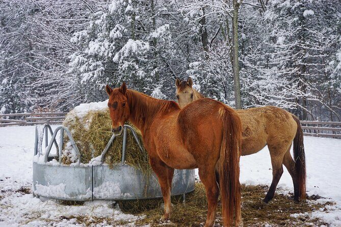 Connect with Rescue Animals on a Private Farm Tour in Catskills - A Closer Look at the Private Farm Tour Experience