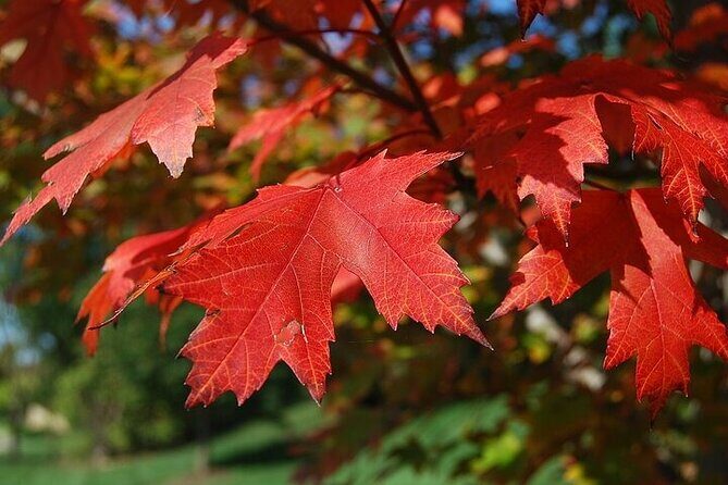 Connecticut Maple Foliage 1 Day Tour From New York - FAQ