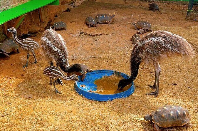 Connors Farms Petting Zoo - Practical Tips for Visiting