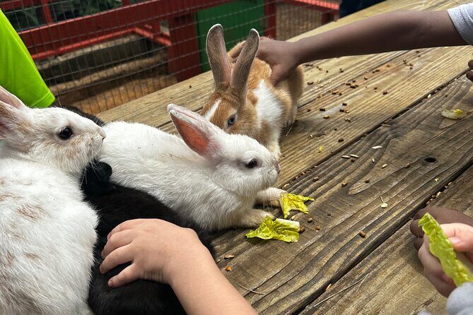 Connors Farms Petting Zoo - Authentic Experiences and Unique Views