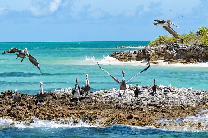Contoy Island Tour with Untouched Paradise and Beach Day - The Itinerary in Detail