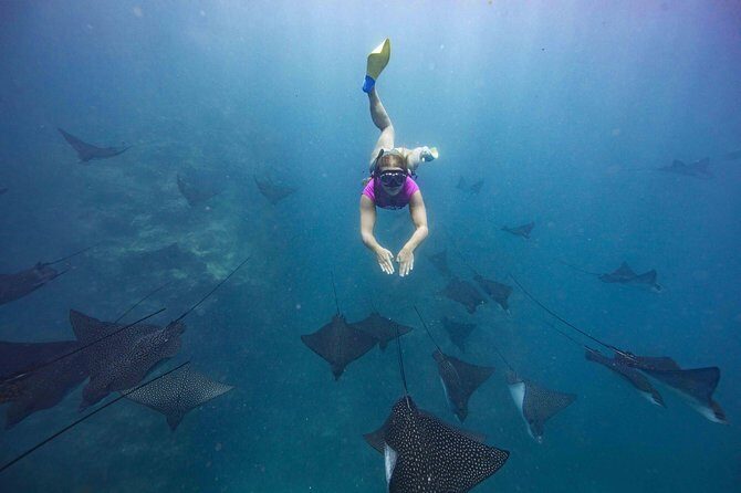 Cook Islands Turtle and Ray Tour - FAQs