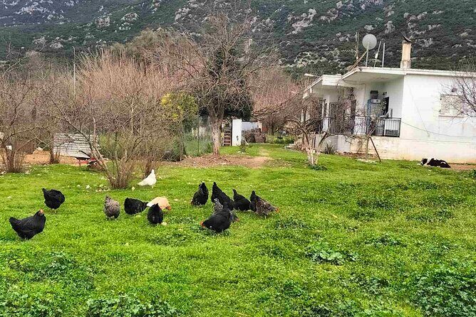 Cooking Class at Alexandras Farm in Ypati Thermal Springs - Who Will Love This Experience?