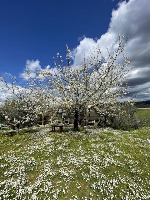 Cooking class in our family farm in Chianti with lunch - Frequently Asked Questions