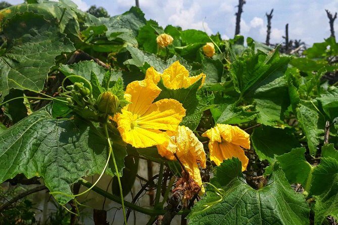 Cooking, Farming and Waterfall In Vietnam Countryside - An Introduction to Vietnam’s Countryside Through Its Coffee and Culture
