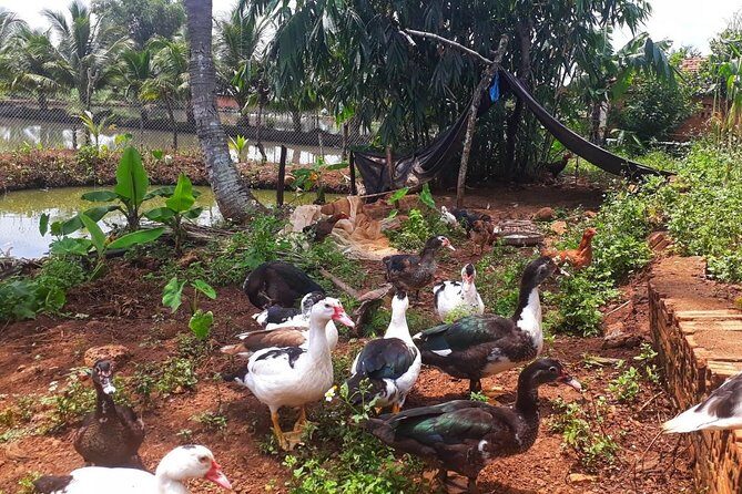 Cooking, Farming and Waterfall In Vietnam Countryside - FAQ