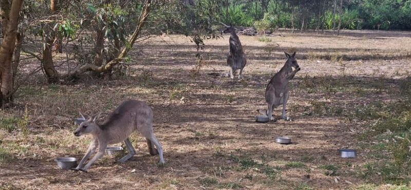 Coonawarra: Caves, Cabernet, & Kangaroos Day Tour & Lunch - Key Points