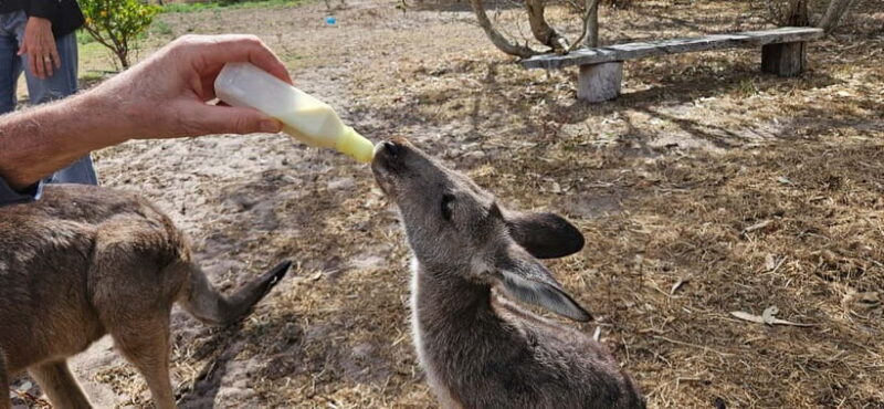 Coonawarra: Caves, Cabernet, & Kangaroos Day Tour & Lunch - An In-Depth Look at the Tour Experience
