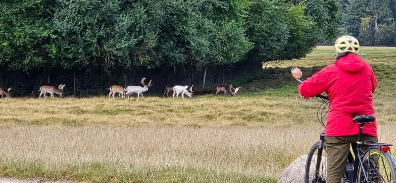 Copenhagen: Guided Tour Deer Park in Klampenborg - Frequently Asked Questions