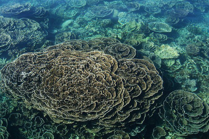 Coral Bay 1-Hour Coral Viewing - The Reviews: What Real Travelers Say