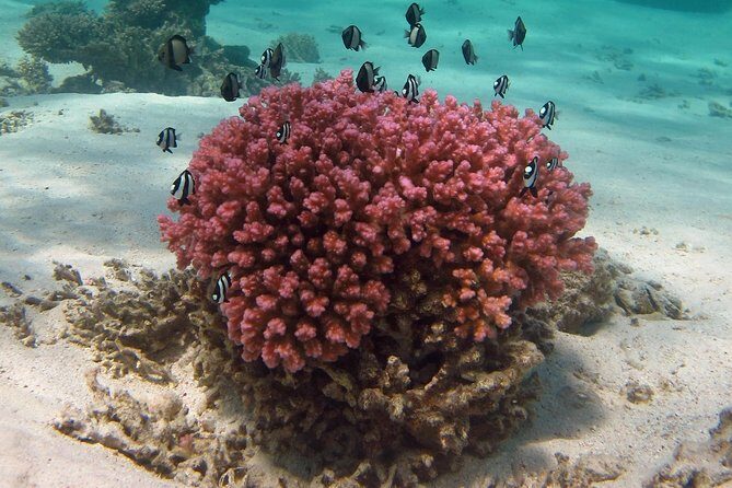 Coral Bay 1-Hour Coral Viewing - The Breakdown of the Itinerary