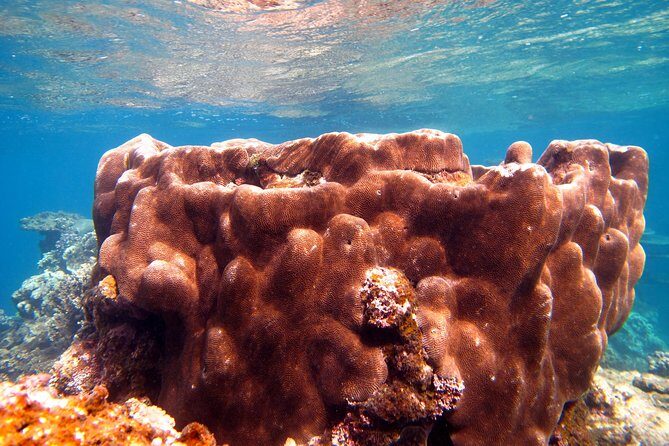 Coral Bay 1-Hour Coral Viewing - The Sum Up