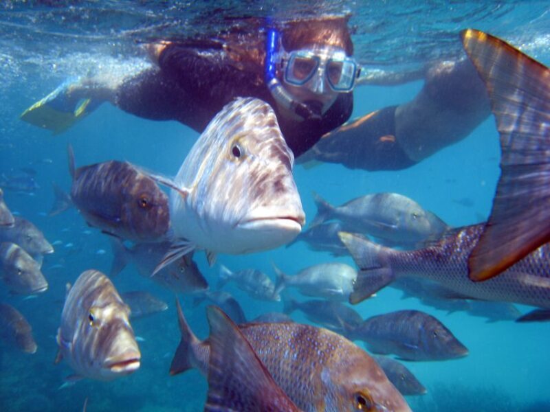 Coral Bay: 2-Hour Coral Viewing and Snorkeling - An In-Depth Look at the Tour