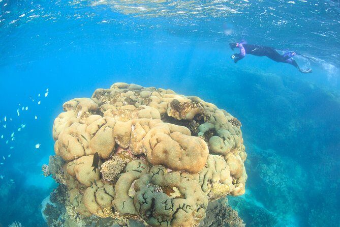 Coral Bay 2-Hour Coral Viewing and Snorkeling - How the Tour is Structured and What to Expect