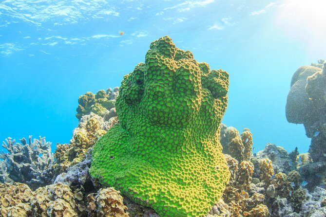 Coral Bay 2-Hour Coral Viewing and Snorkeling - Snorkeling Equipment and Comfort