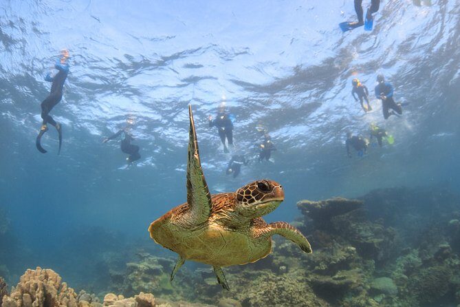 Coral Bay 3-Hour Turtle Ecotour - An Honest Breakdown of the Coral Bay Turtle Ecotour