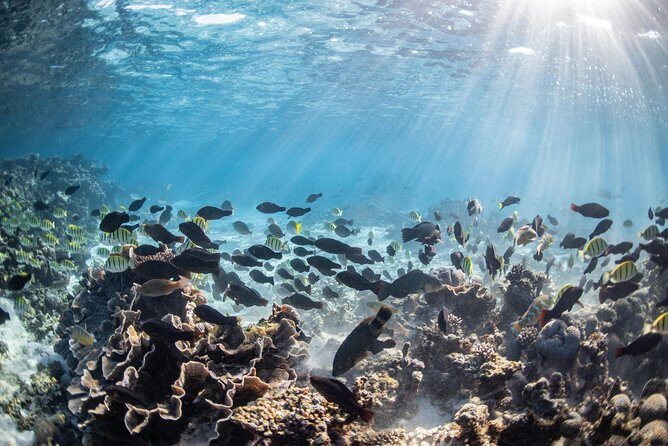 Coral Bay 3-Hour Turtle Ecotour - FAQ