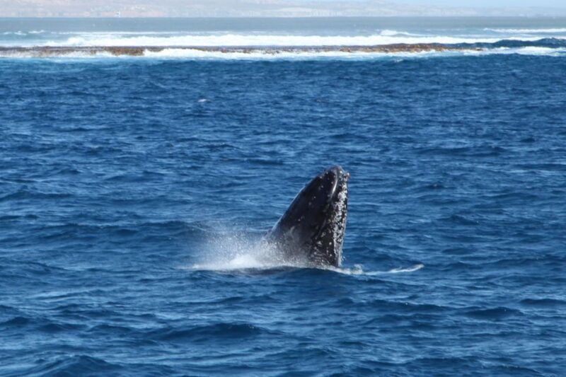 Coral Bay: 3-Hour Whale Watching Experience - The Experience: What to Expect on the Water