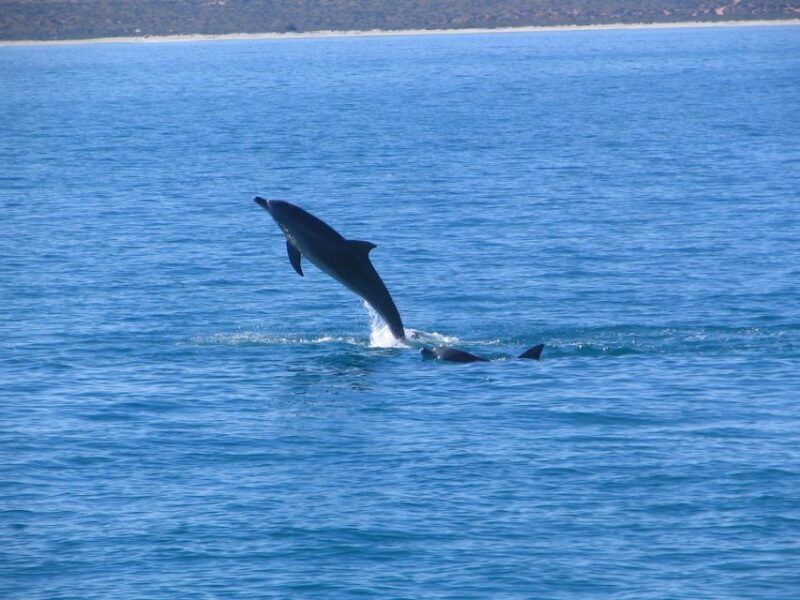 Coral Bay: 3-Hour Whale Watching Experience - Food, Drinks, and Onboard Comfort