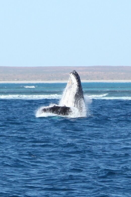 Coral Bay: 3-Hour Whale Watching Experience - Practical Details and Considerations