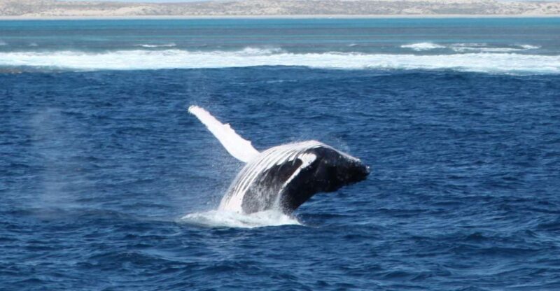 Coral Bay: 3-Hour Whale Watching Experience - Authentic Experience and Genuine Feedback