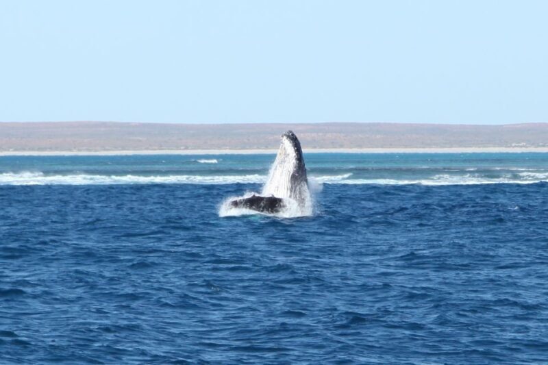 Coral Bay: 3-Hour Whale Watching Experience - Final Thoughts: Is It Worth It?