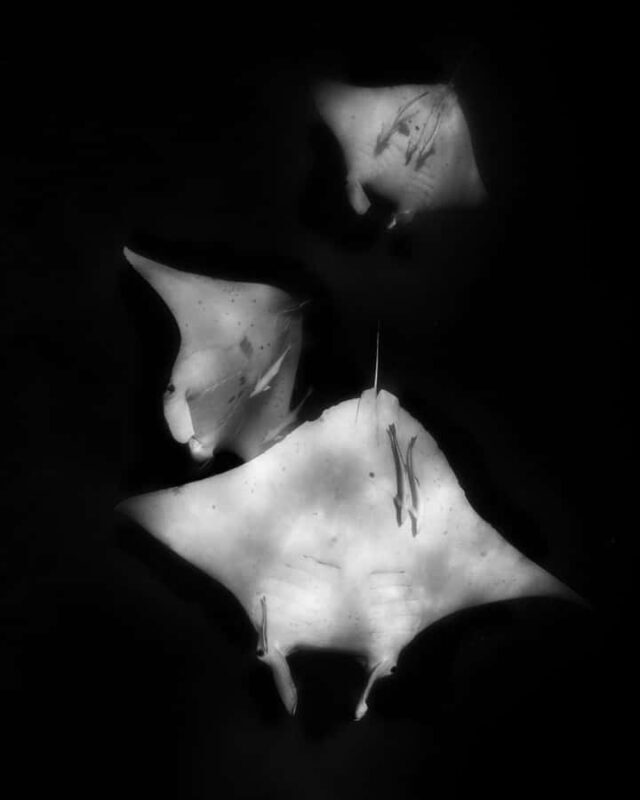 Coral Bay: Full Day Ningaloo Reef with Manta Rays Tour - FAQ