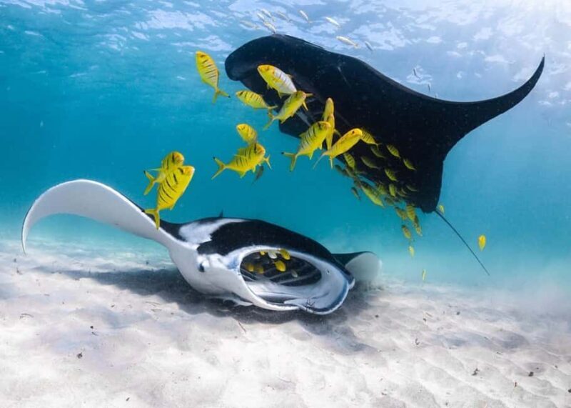Coral Bay: Half Day Ningaloo Reef Adventure with Manta Rays - Key Points