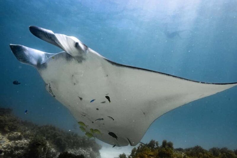 Coral Bay: Half Day Ningaloo Reef Adventure with Manta Rays - The Sum Up: Who Will Love This Tour?