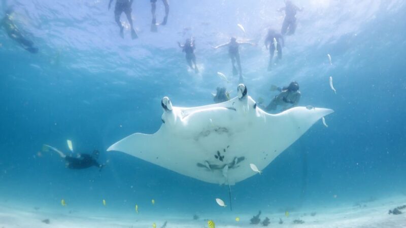 Coral Bay: Marine Eco Safari - Swim With Manta Rays - FAQs about the Coral Bay Marine Eco Safari