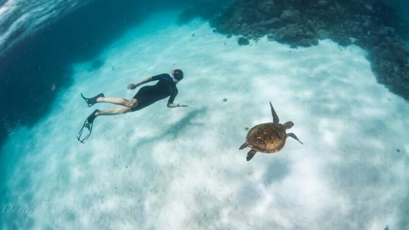 Coral Bay: Ningaloo Reef 3-Hour Turtle Ecotour - Coral Bay: Ningaloo Reef 3-Hour Turtle Ecotour — An In-Depth Review