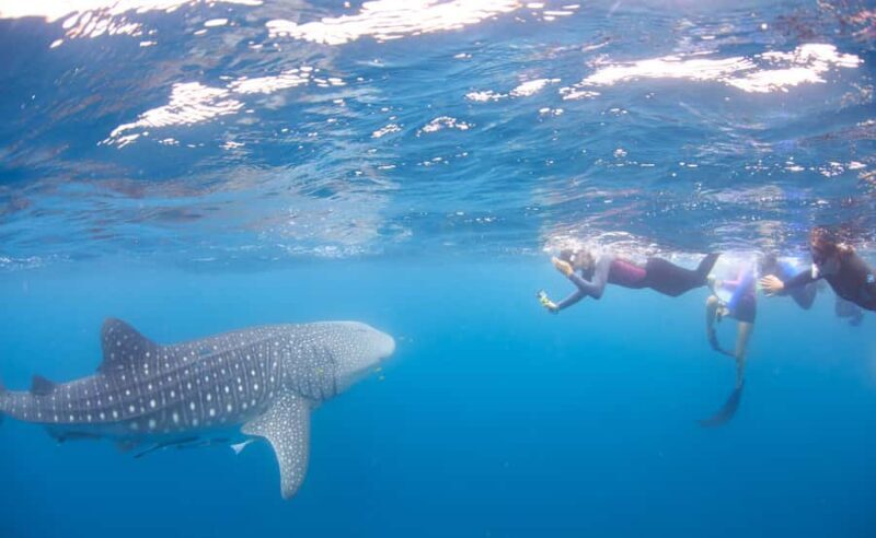Coral Bay: Ningaloo Reef Swim and Snorkel with Whale Sharks - The Itinerary: What You Can Expect