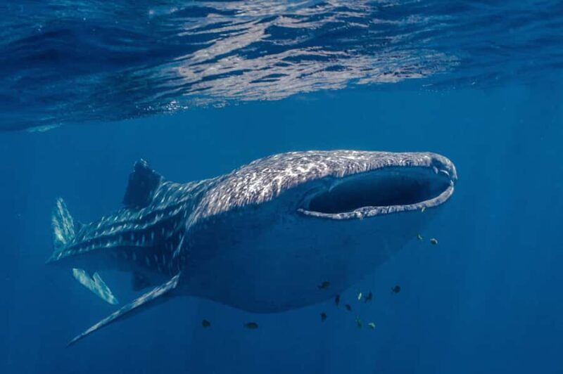 Coral Bay: Ningaloo Reef Swim and Snorkel with Whale Sharks - Wildlife Encounters: What You Might See
