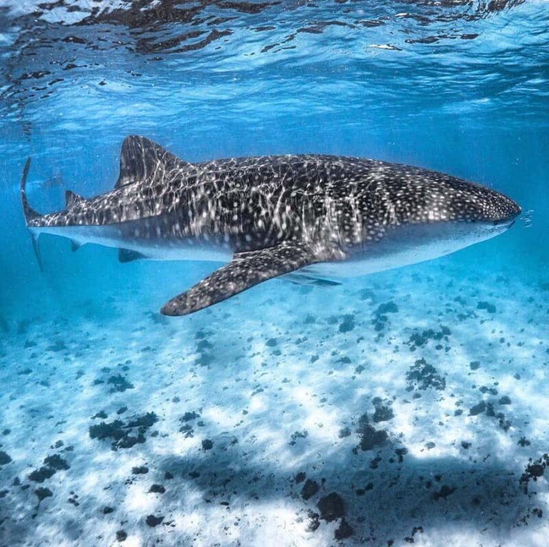 Coral Bay: Ningaloo Reef Swim and Snorkel with Whale Sharks - Who Should Book This Tour?
