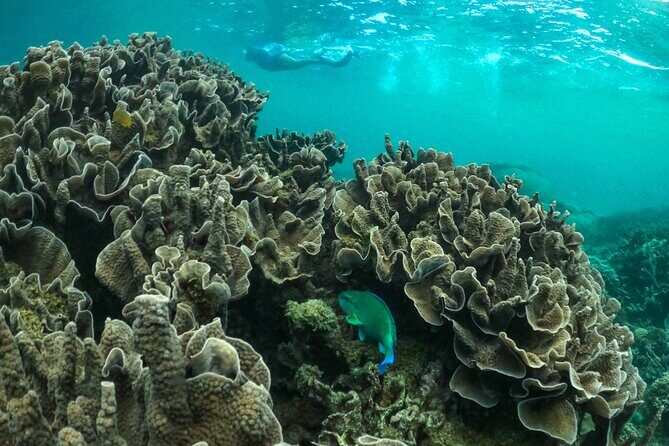 Coral By Kayak - Ningaloo Reef Half Day Kayak & Snorkel Tour - A Closer Look at the Ningaloo Reef Kayak & Snorkel Tour