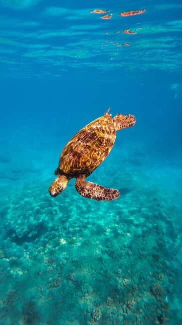 Coral Gardens Coastal Snorkel & Sail - FAQ