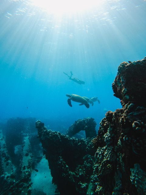 Coral Gardens Snorkel & Whale Watch - The Practical Side: Booking, Price, and Accessibility