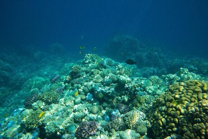 Coral Nursery Snorkeling Eco Adventure in La Paz - An In-Depth Look at the Coral Nursery Snorkeling Eco Adventure