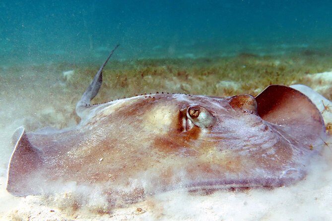 Coral Reef and Turtle Discovery Kayak and Snorkel Tour - What Makes This Tour Special