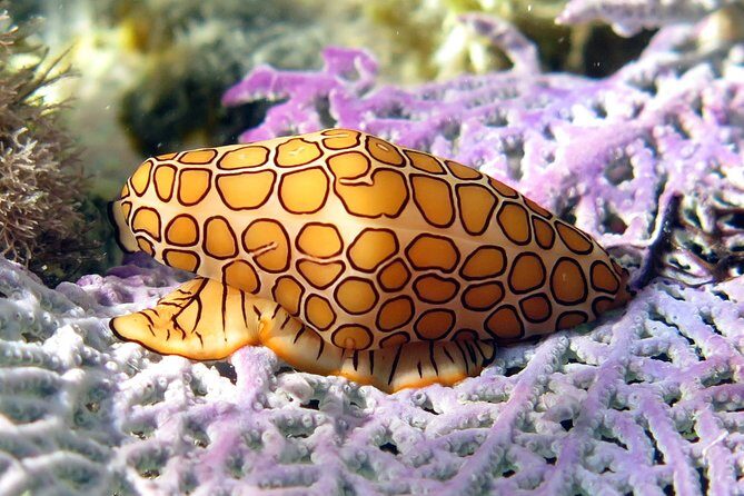 Coral Reef and Turtle Discovery Kayak and Snorkel Tour - Practical Considerations